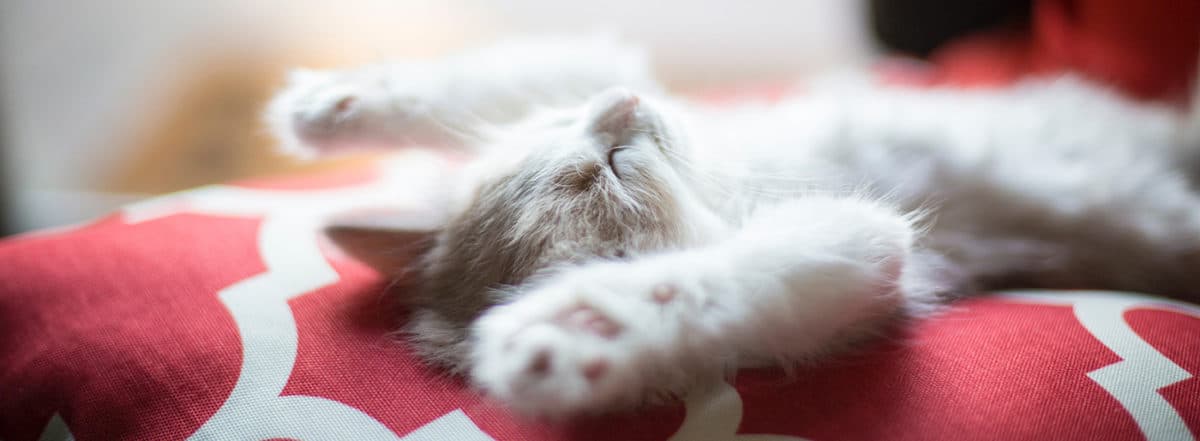 We take the stress and anxiety out of your pet's vet visit!